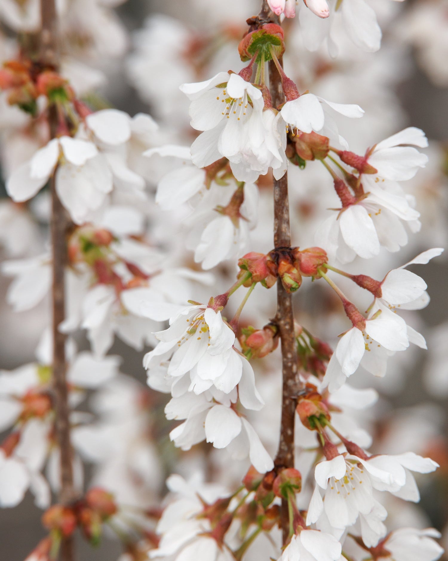 Cherry Tree Collection – MyPatioTree.com