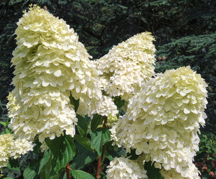 Phantom - Tree Hydrangea – MyPatioTree.com