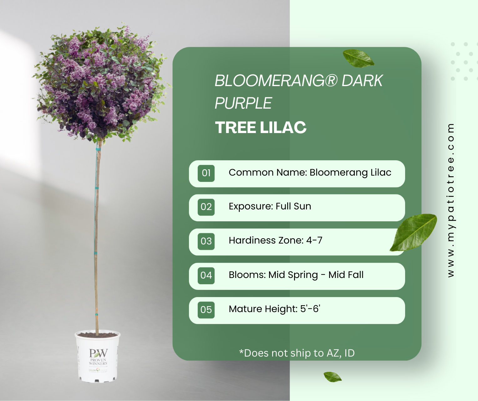 Bloomerang® Dark Purple - Tree Lilac – MyPatioTree.com